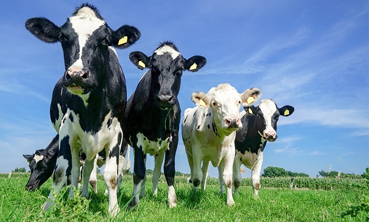 Benefits of End-to-End IoT-Based Cattle Tracking Solutions | Microchip ...