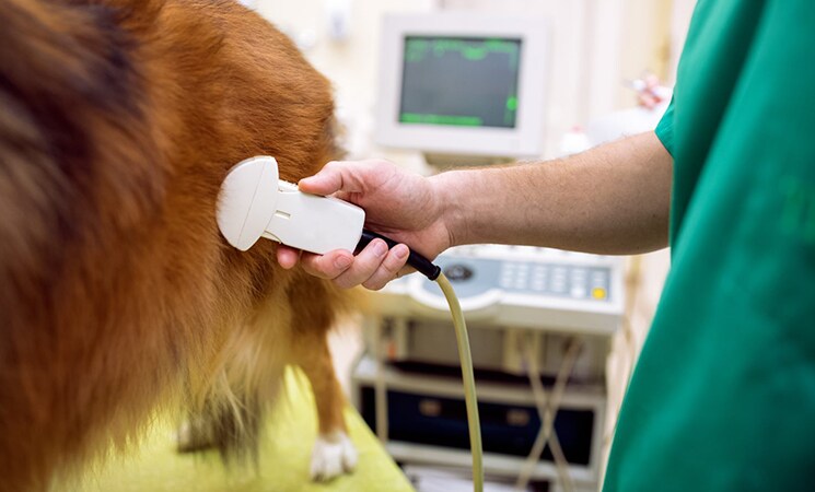 High-Quality Veterinary Ultrasound Image System | Microchip Technology